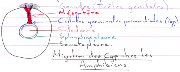 Master 1 | Sexualité-Reproduction – Chapitre 1 : Lignée germinale et ...