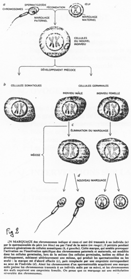 Master 1 | Sexualité-Reproduction – Chapitre 1 : Lignée germinale et ...