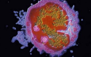 cytolyse – Biodeug