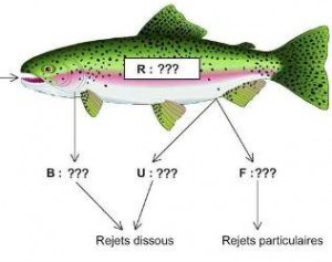 Master 1 | Physio Animale – Chapitre 5 : Excrétion chez les poissons ...