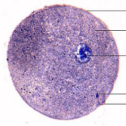 Master 1 |Sexualité-Reproduction – Chapitre 2 : la Fécondation – Biodeug
