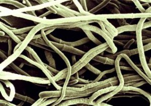 Licence 1&2 | Microbiologie – Chapitre 2 : les Mycètes – Biodeug