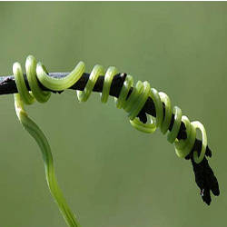 Licence 3 | Bio Végétale – Partie 2 : Structures et Modalités ...